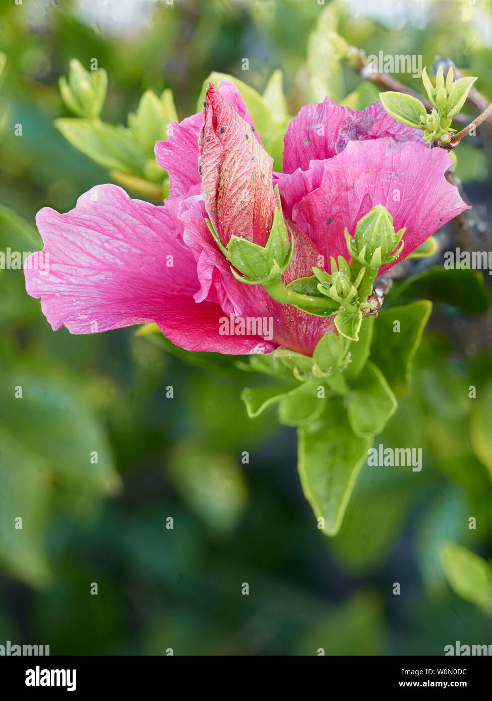 Haiti National Flower High Resolution Stock Photography and Images - Alamy