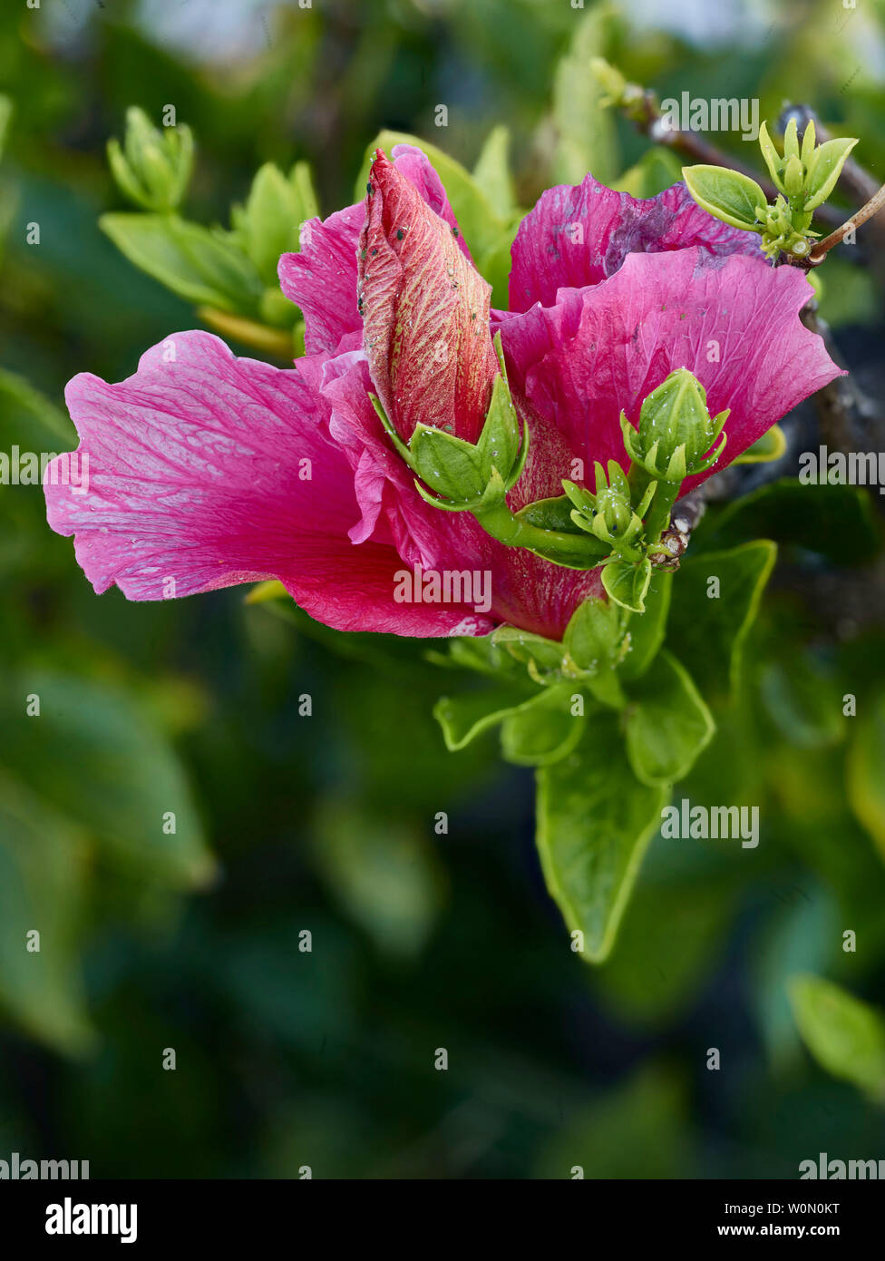 Haiti national flower hi-res stock photography and images - Alamy