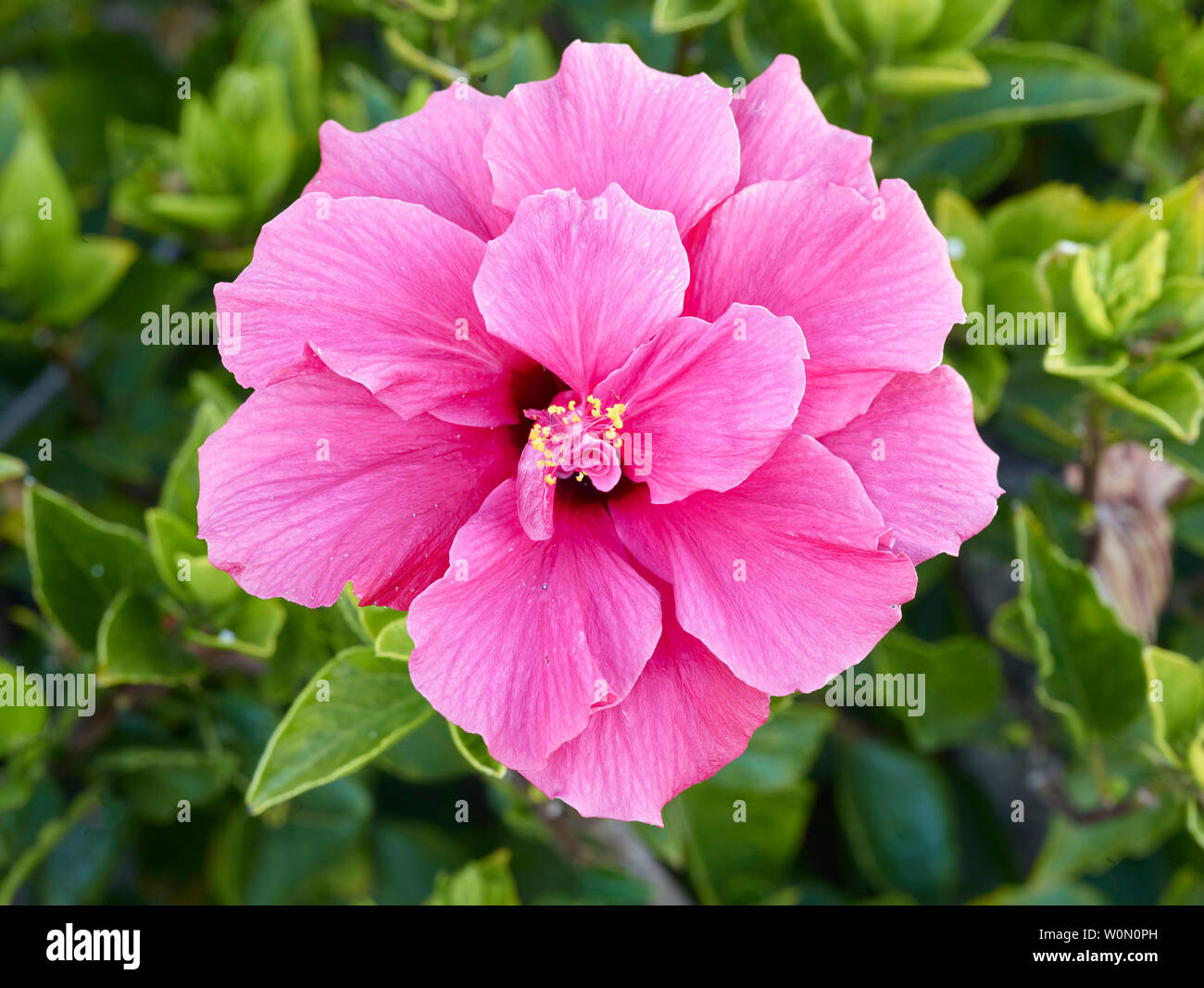 Hibiscus flower very close-up photograph, Funchal, Madeira, Portugal ...