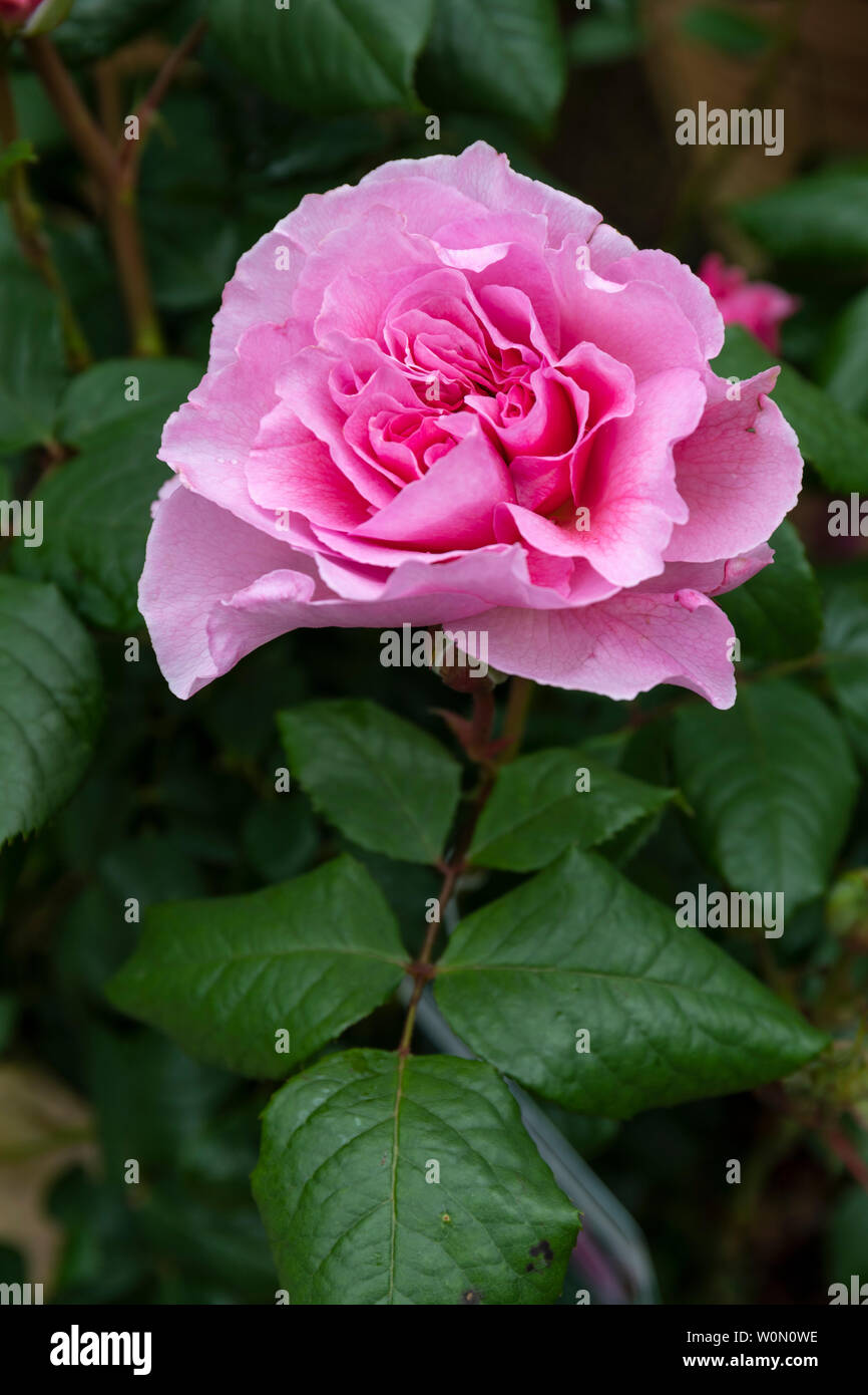 Close up of a prink rose - Rosa The Ancient Mariner flowering in an ...
