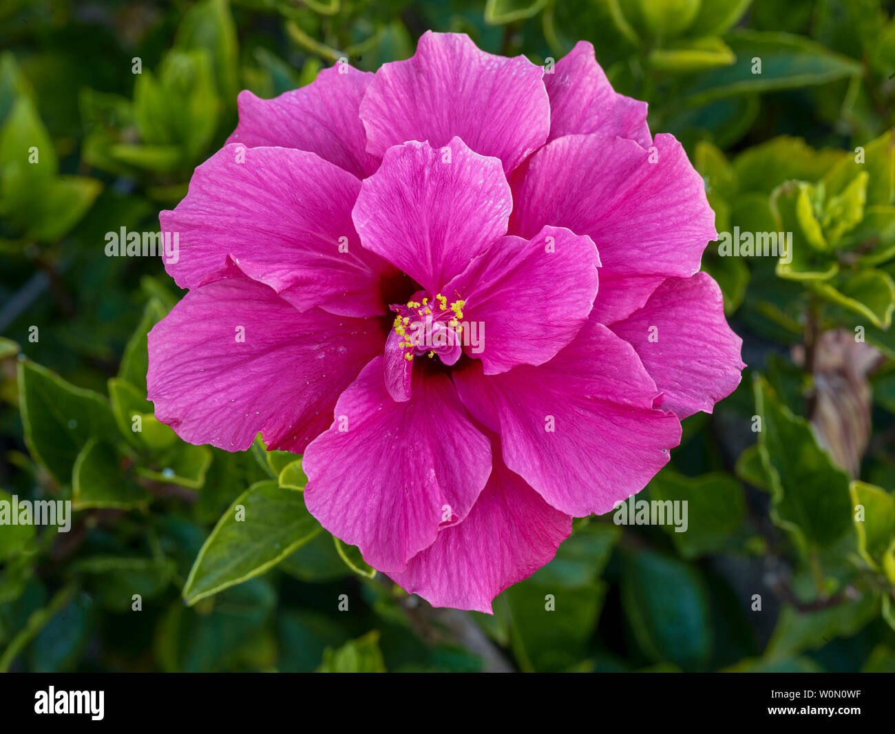 Haiti National Flower High Resolution Stock Photography and Images - Alamy