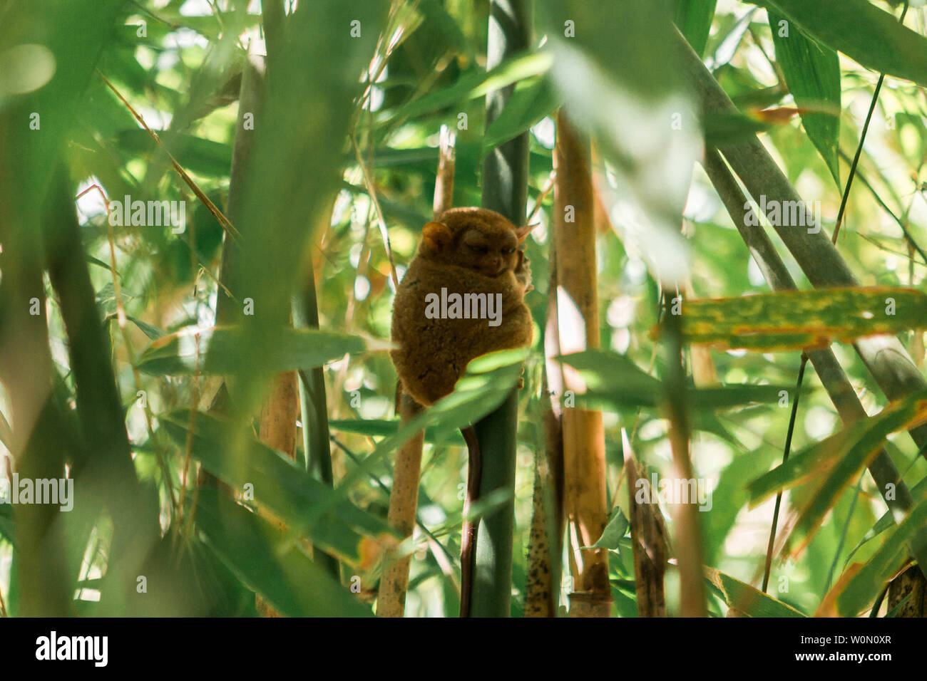 Tarsier in Bohol Tarsier sanctuary, Cebu, Philippines. The smallest ...