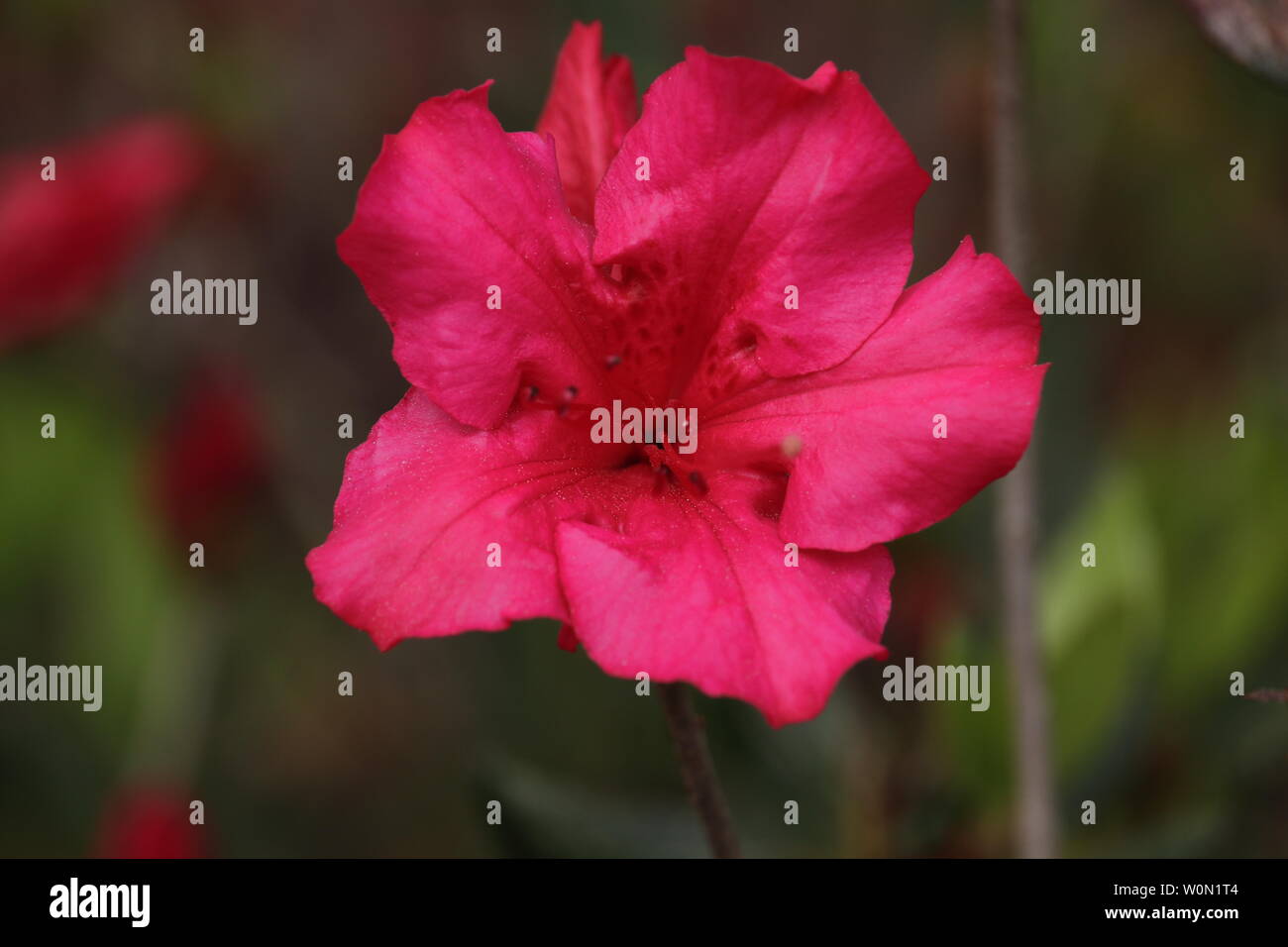 Hot pink flowers hi-res stock photography and images - Alamy
