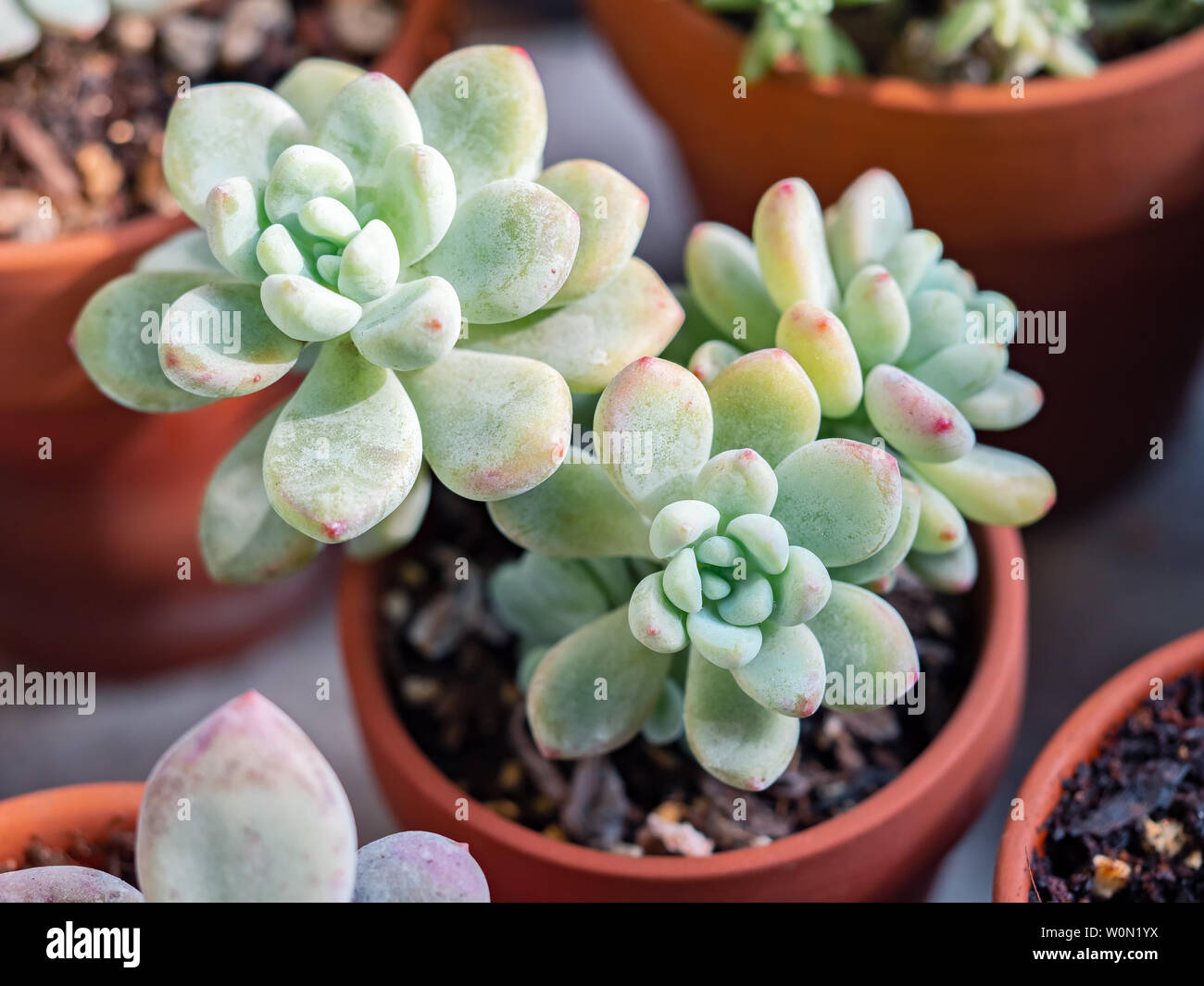 Plants fleshy hi-res stock photography and images - Alamy