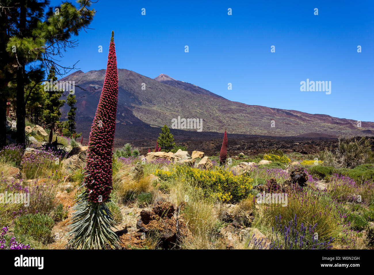 Biodiversity symbol hi-res stock photography and images - Alamy