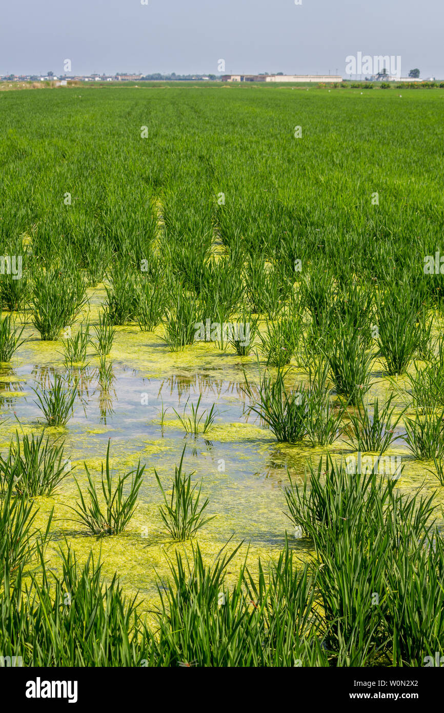 Rice fields in the Ebro river delta Stock Photo - Alamy