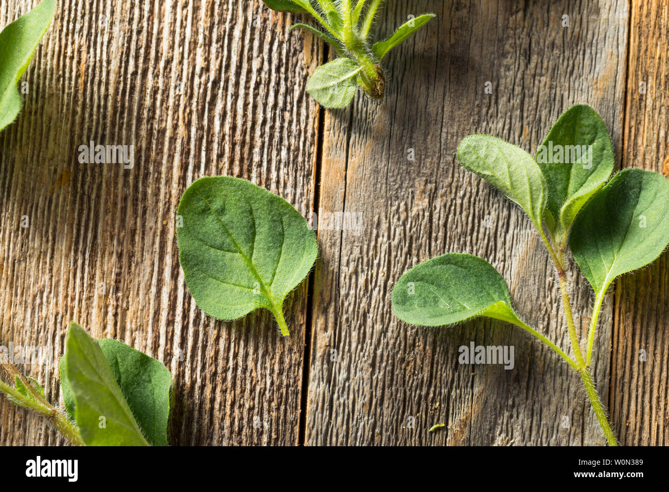 Raw Green Organic Oregano Sprigs for Cooking Stock Photo - Alamy