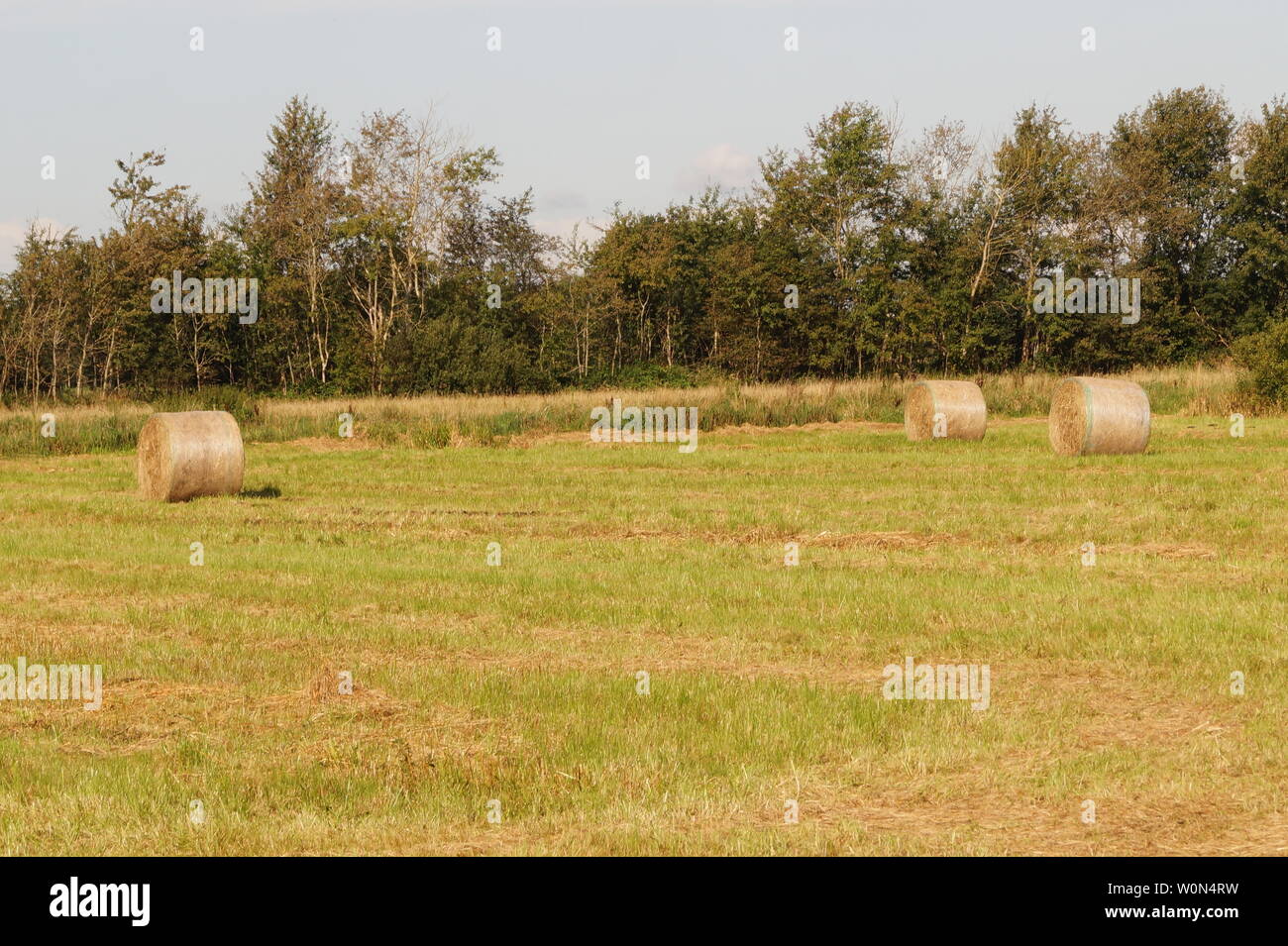 White hay rolls green field hi-res stock photography and images - Alamy