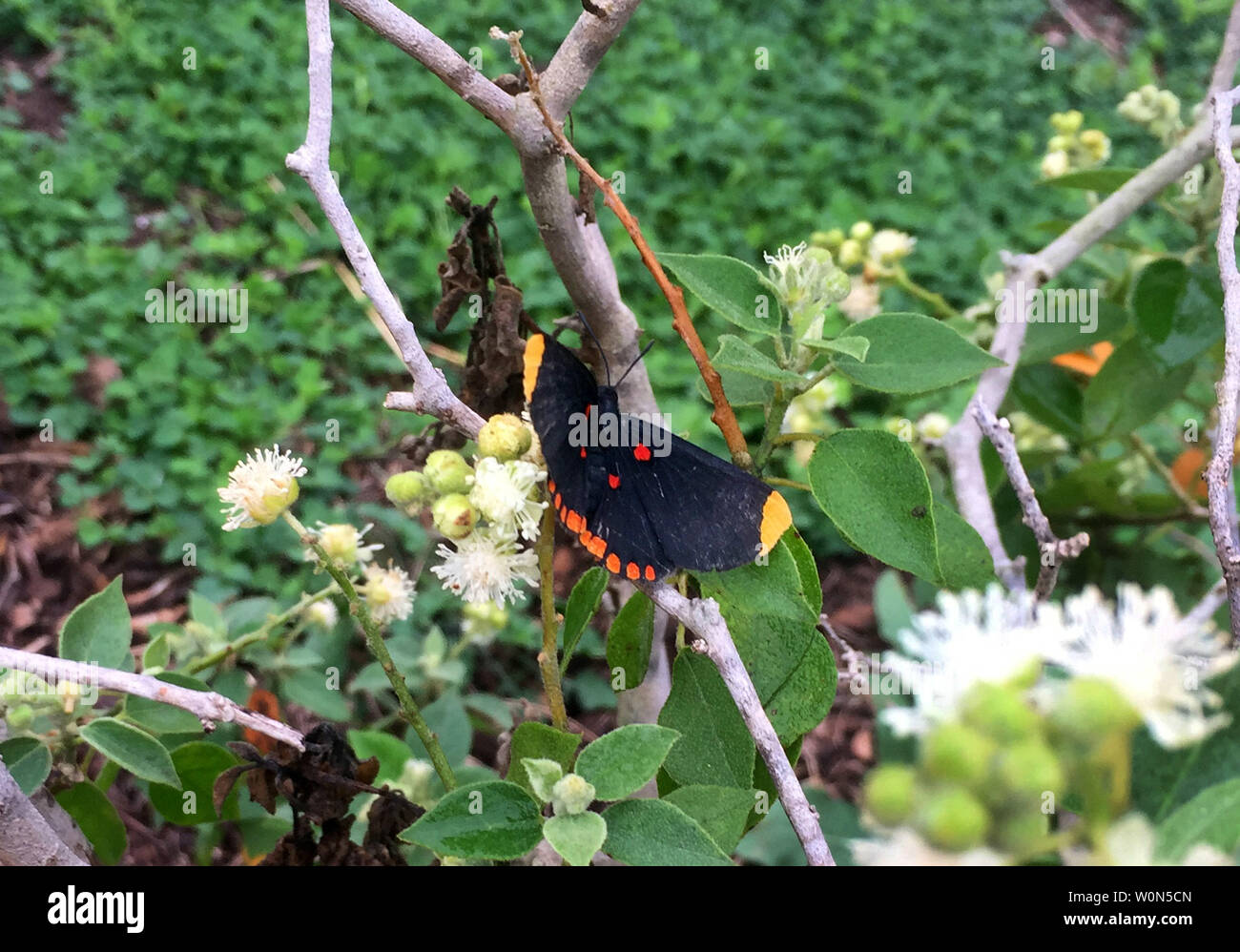 A butterfly rests on a branch at the National Butterfly Center, shows ...