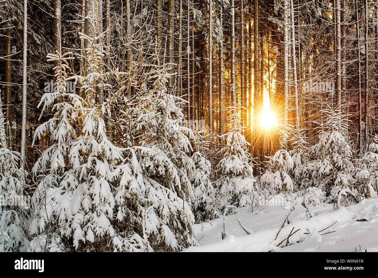 Up over trees in wood hi-res stock photography and images - Alamy