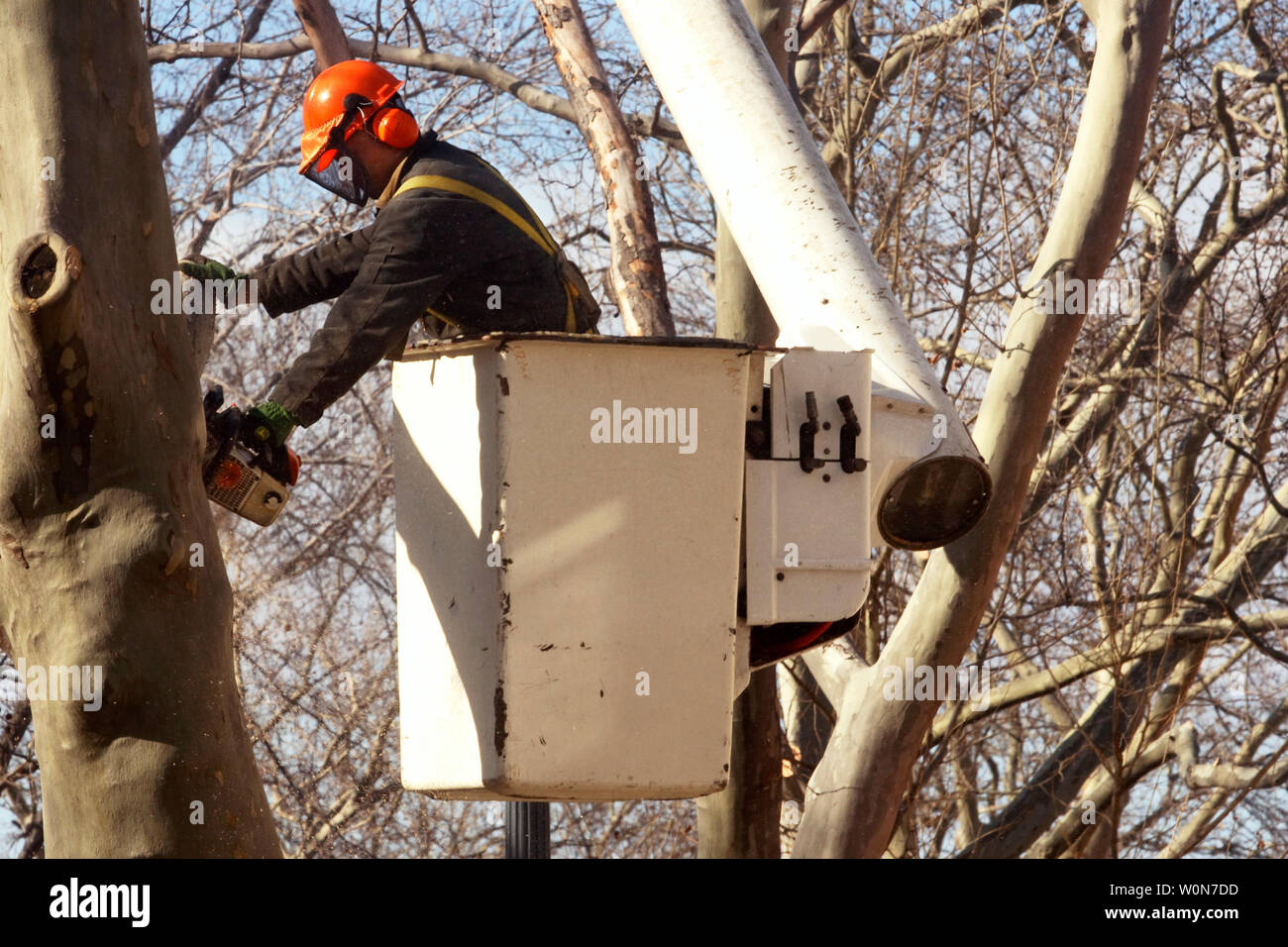 Workers prune dead branches from trees along a street on a winter day ...