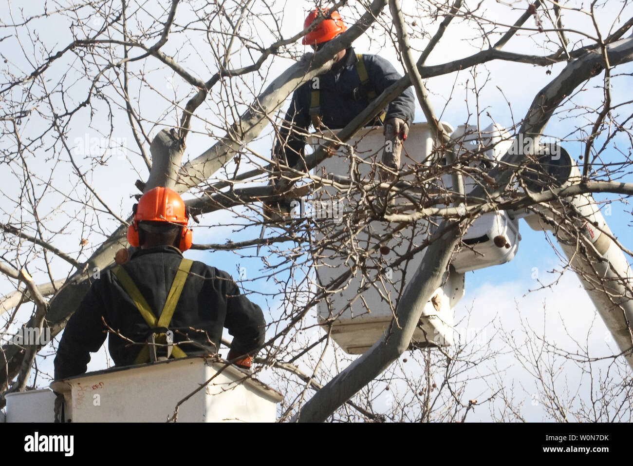 Workers prune dead branches from trees along a street on a winter day ...