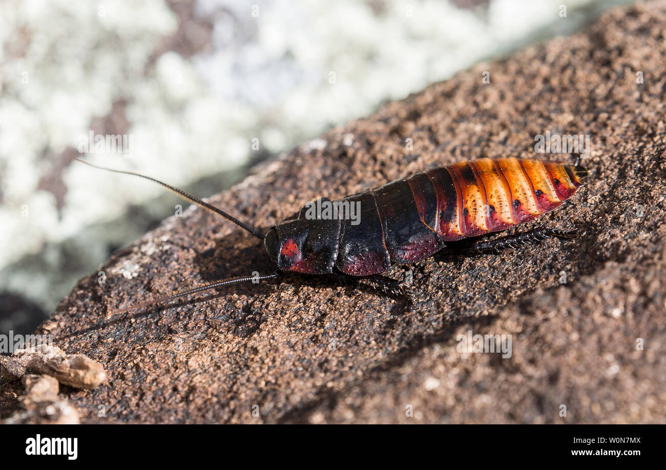 Giant cockroach hi-res stock photography and images - Alamy