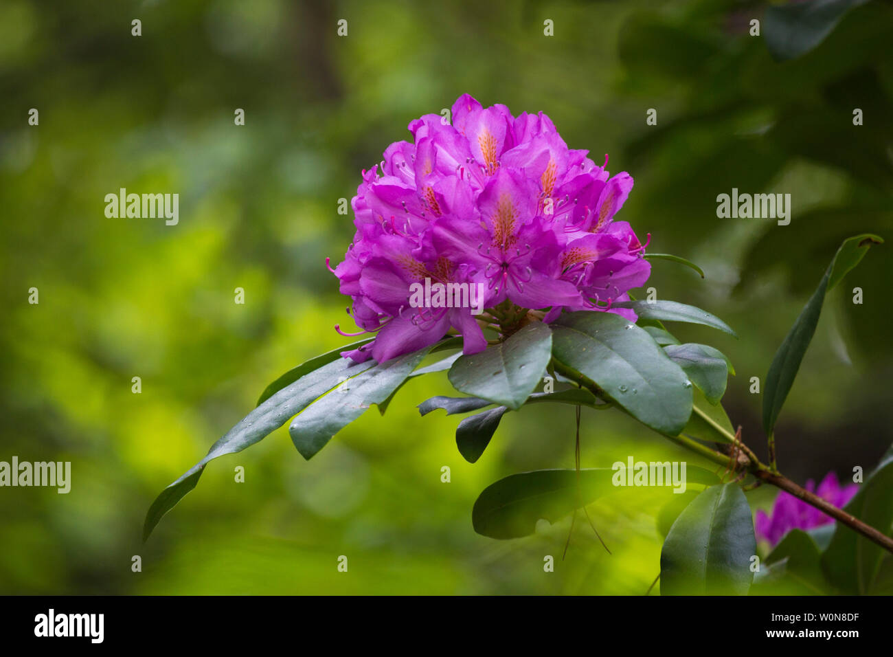wonderful Rhododendron in Ireland Stock Photo - Alamy