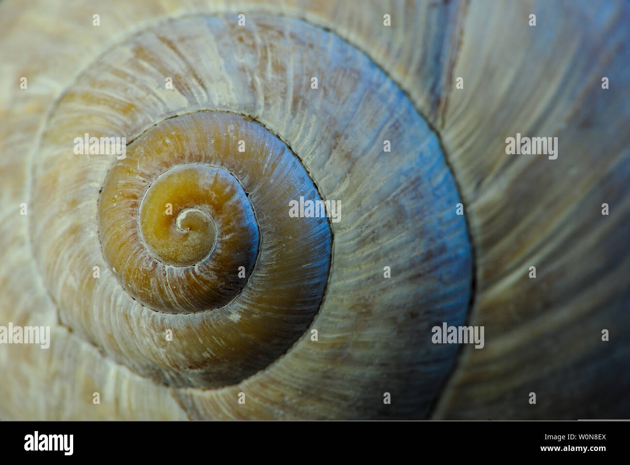 Close up shell spiral detail hi-res stock photography and images - Alamy