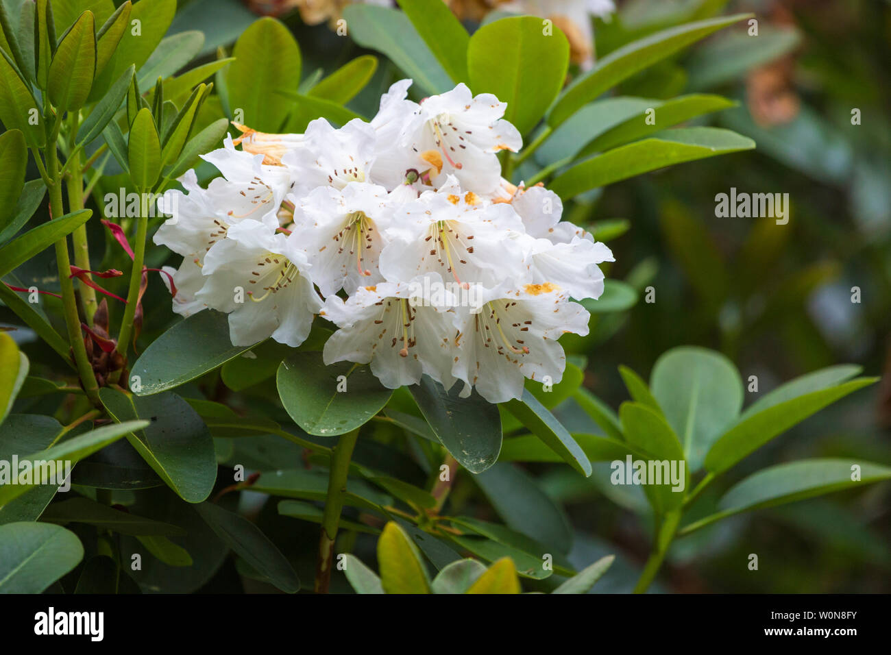Island gardens ireland hi-res stock photography and images - Alamy