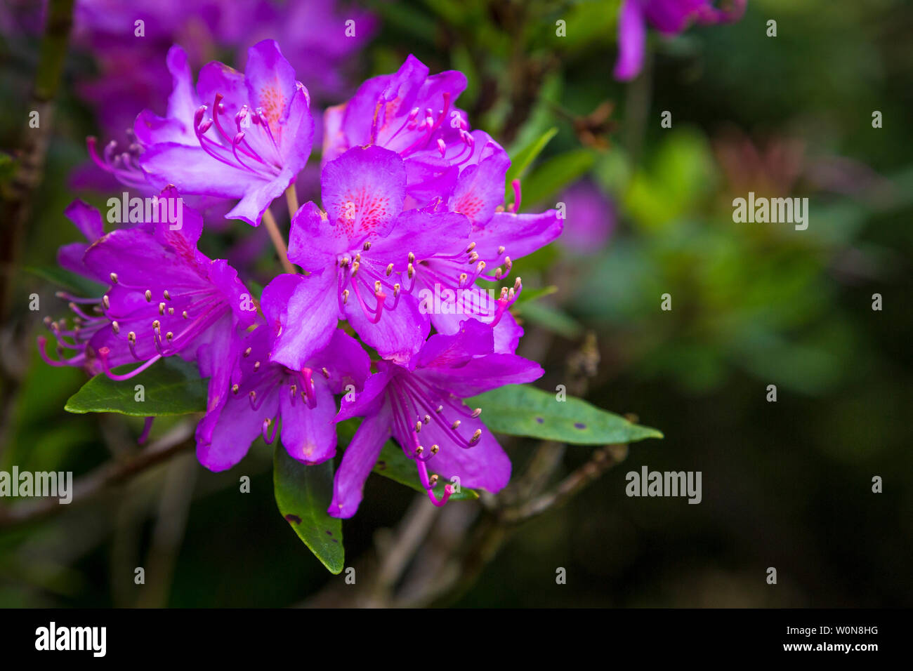 wonderful Rhododendron in Ireland Stock Photo - Alamy