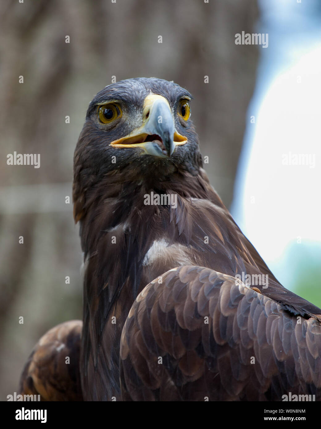Golden Eagle on Display Stock Photo - Alamy