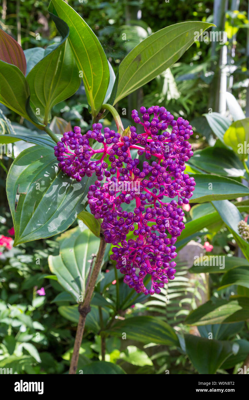 Grape flower hi-res stock photography and images - Alamy