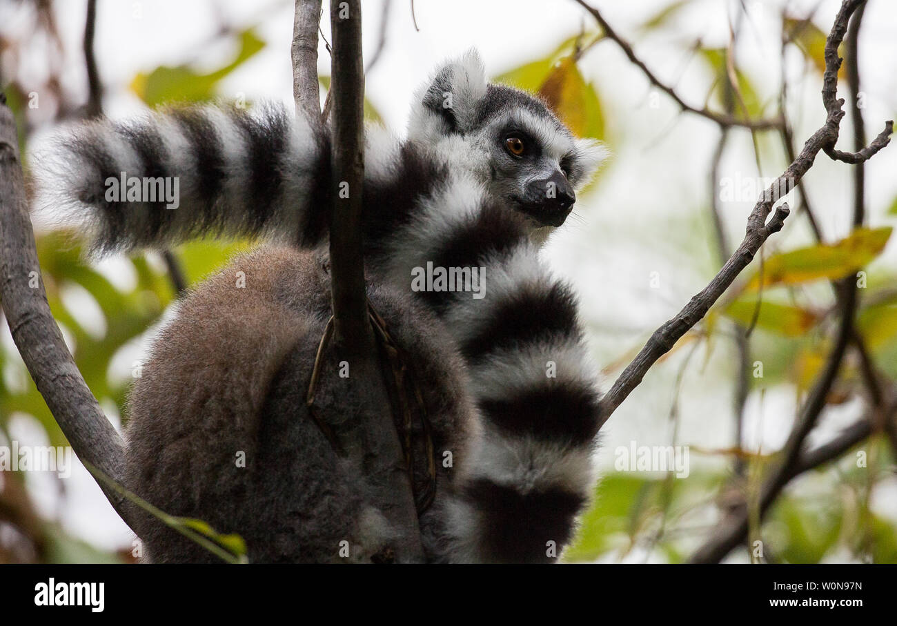 ring-tail lemur in Anja Community reserve Stock Photo - Alamy