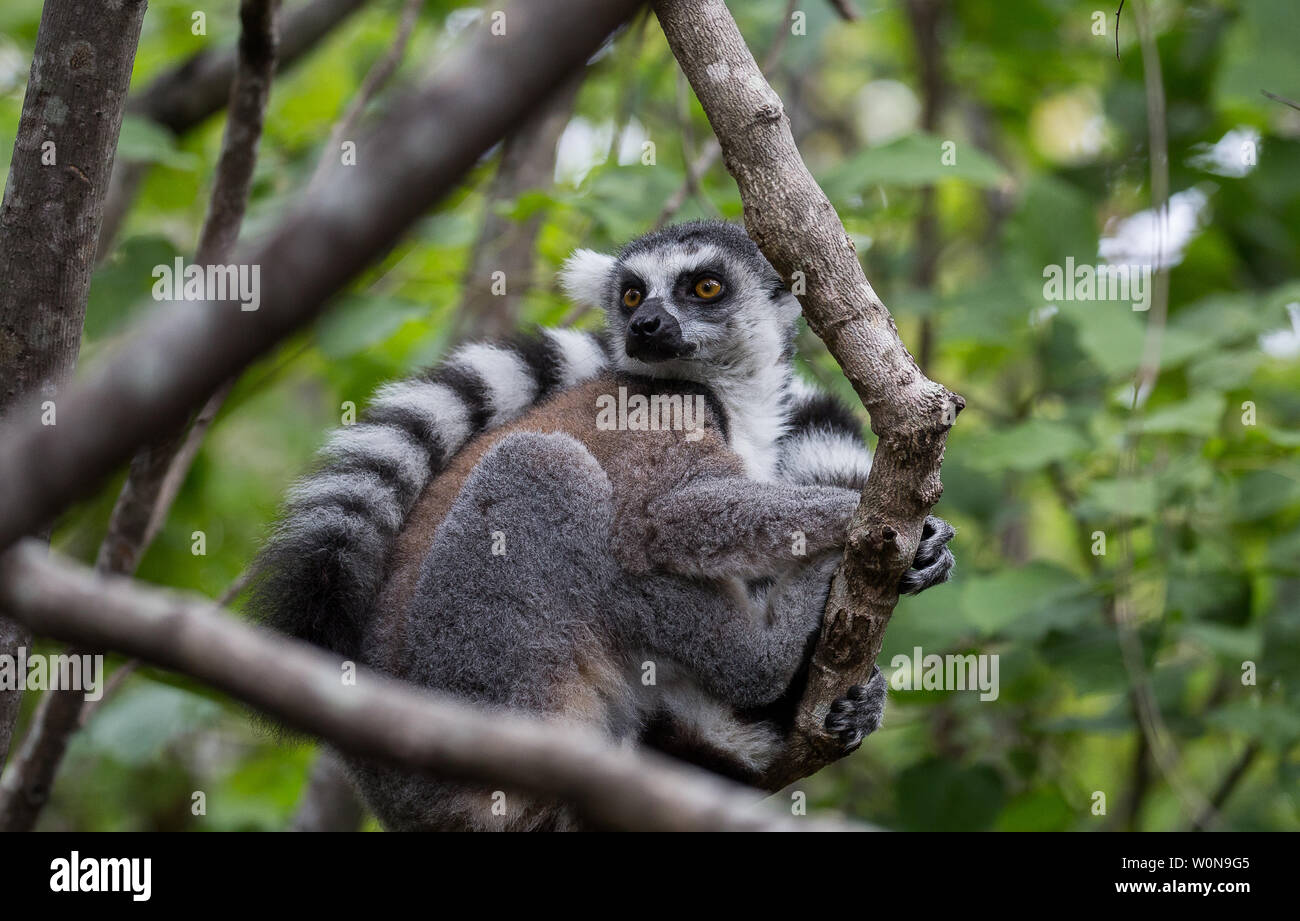ring-tail lemur in Anja Community reserve Stock Photo - Alamy