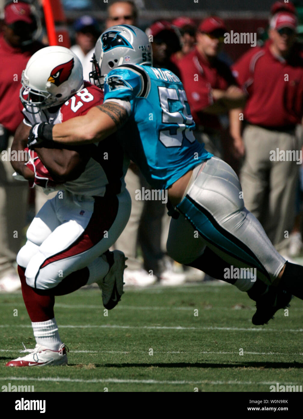 Arizona Cardinal J.J. Arrington is tackled by Carolina Panther Dan ...