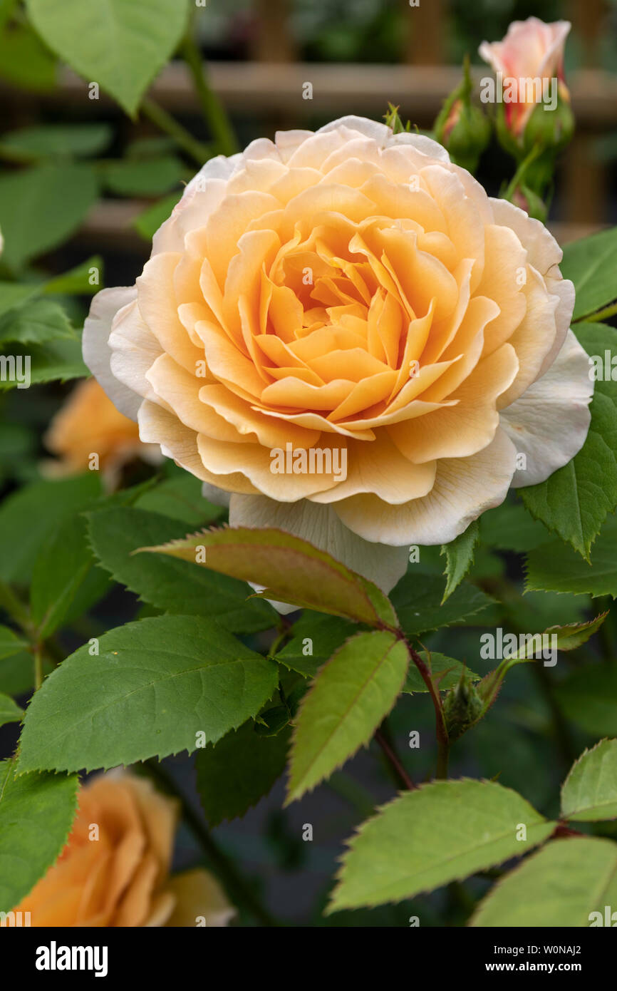 Rosa grace rose hi-res stock photography and images - Alamy