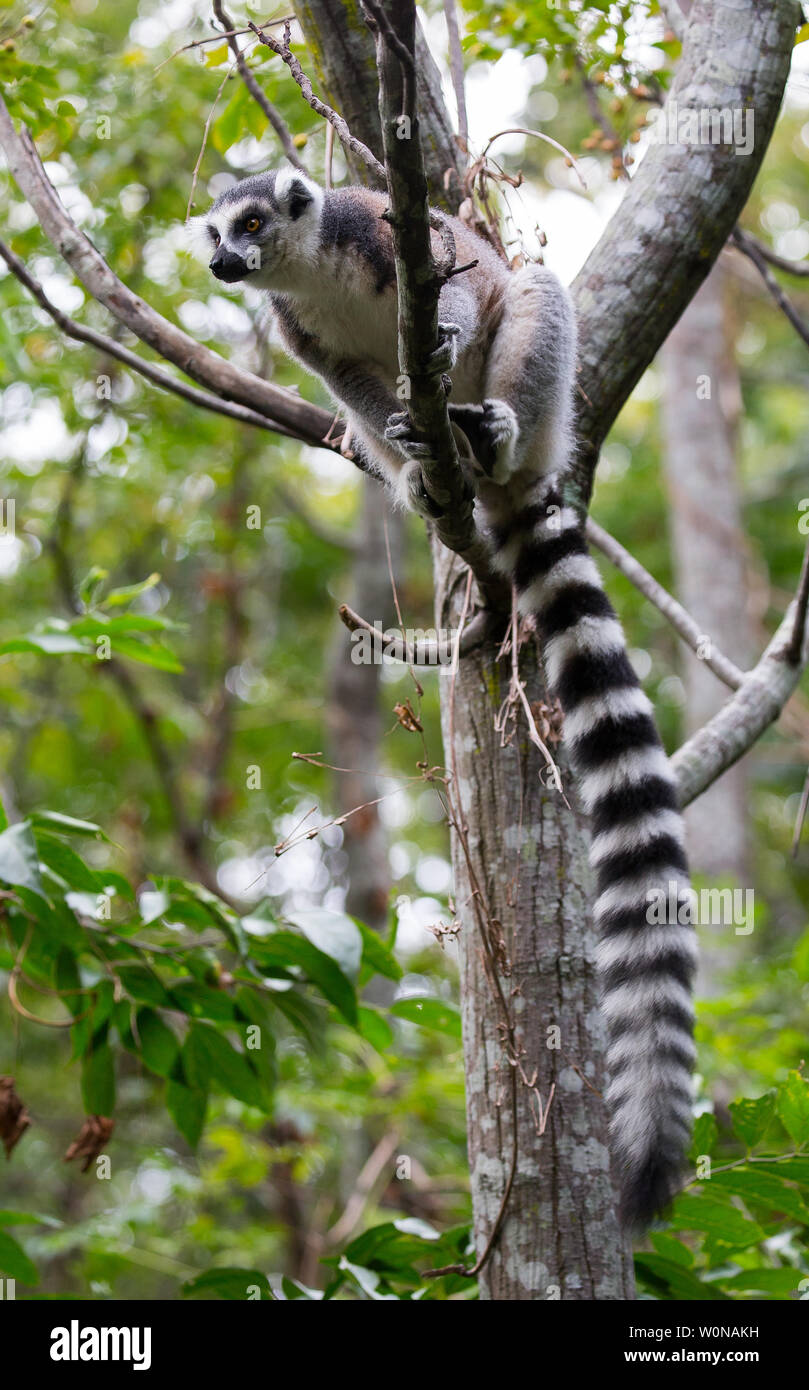 ring-tail lemurs in Anja Community reserve Stock Photo - Alamy