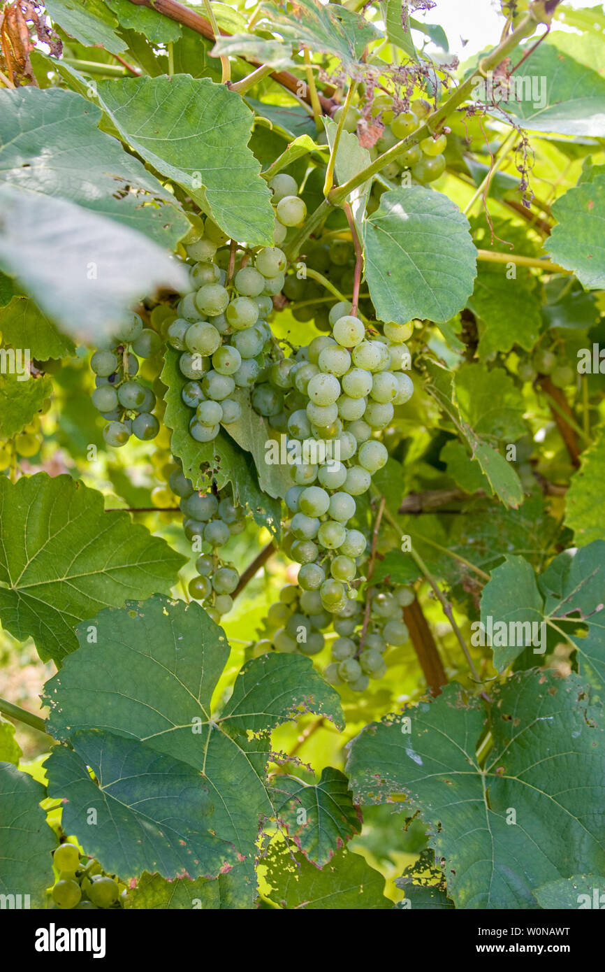 Grapes on the vine ready for harvest Stock Photo - Alamy