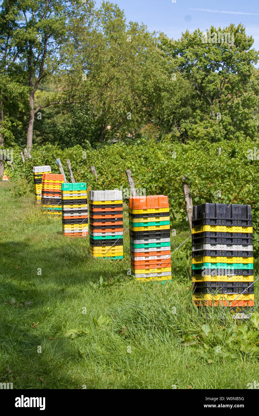 More bins, more grapes, more wine! Stock Photo - Alamy