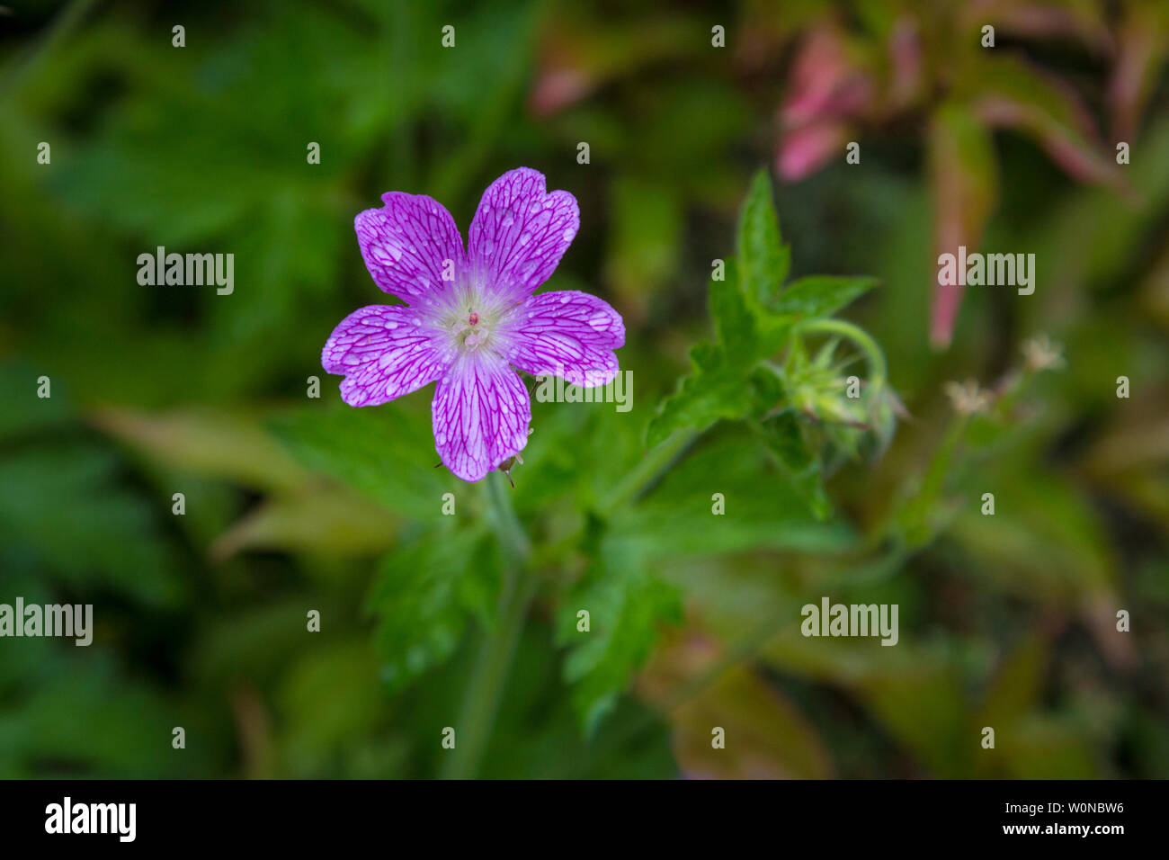 Geranium blatt hi-res stock photography and images - Alamy