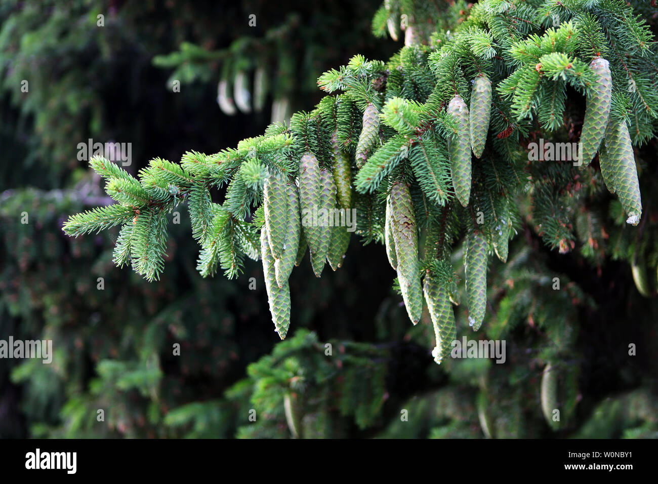 Green Pine cones on the Christmas tree branch. Forest. Timber Stock ...