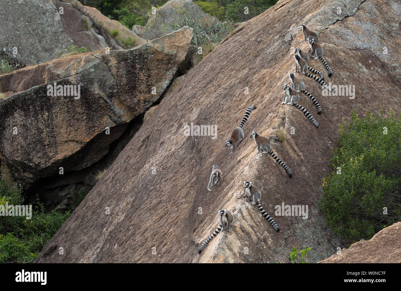 ring-tail lemurs in Anja Community reserve Stock Photo - Alamy
