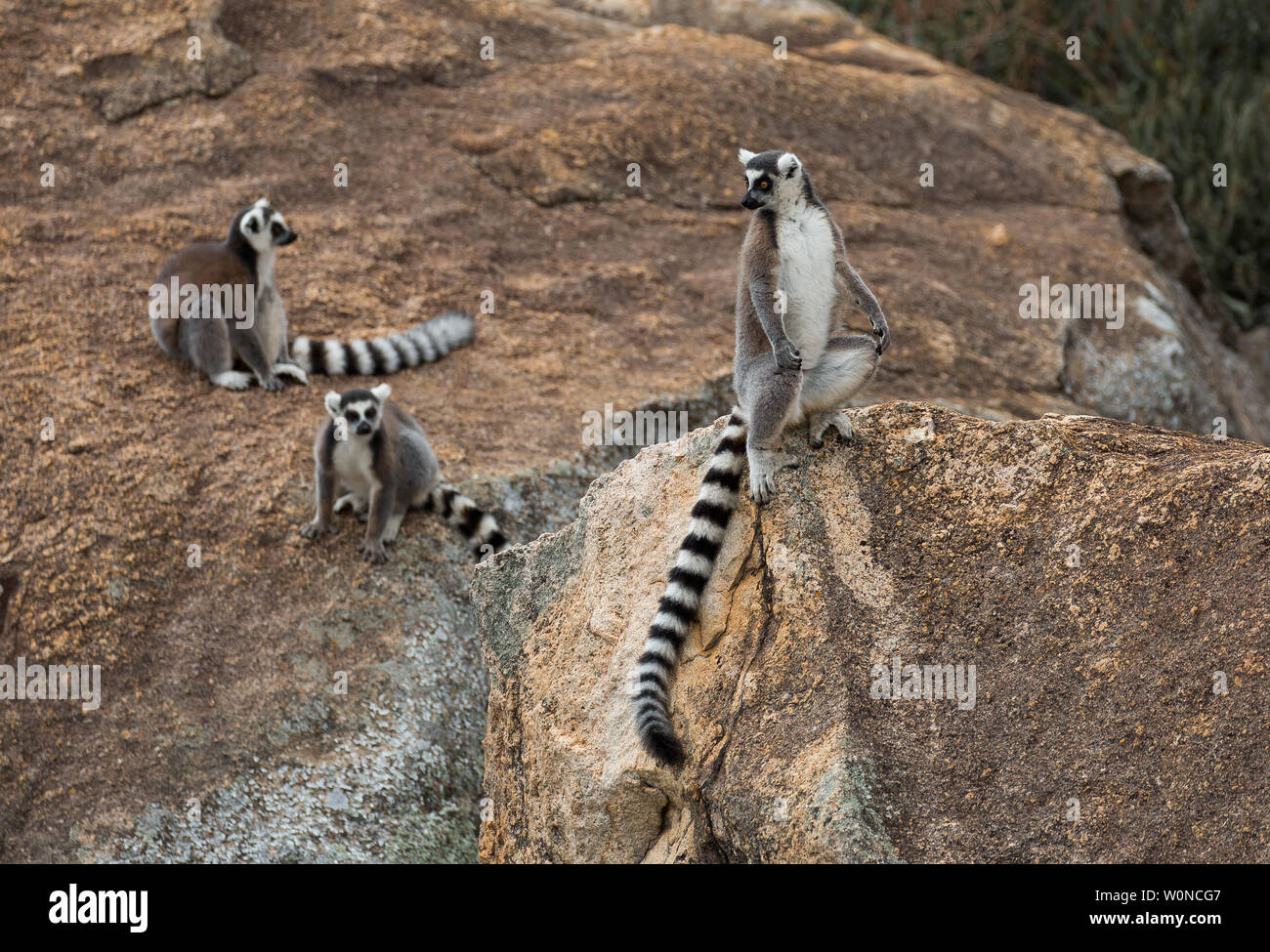 ring-tail lemurs in Anja Community reserve Stock Photo - Alamy