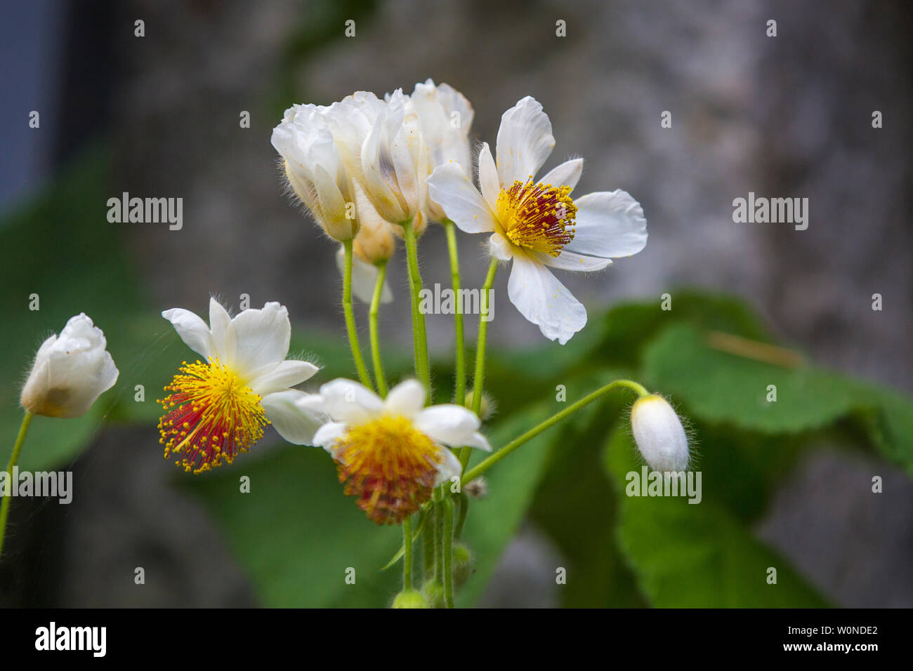 African hemp hi-res stock photography and images - Alamy
