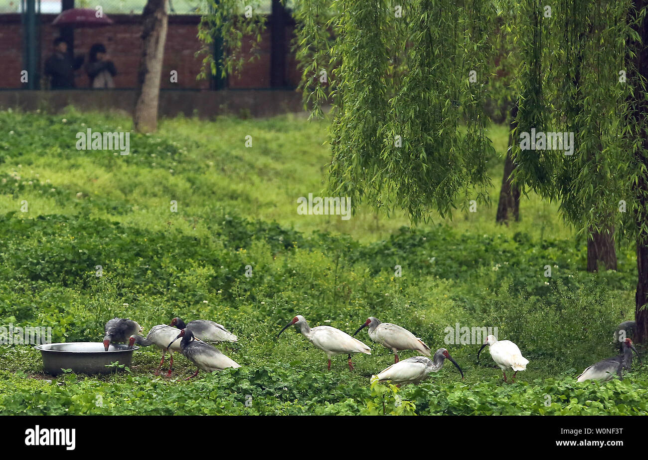 Crested Ibis birds, one of the most endangered birds in the world, are ...