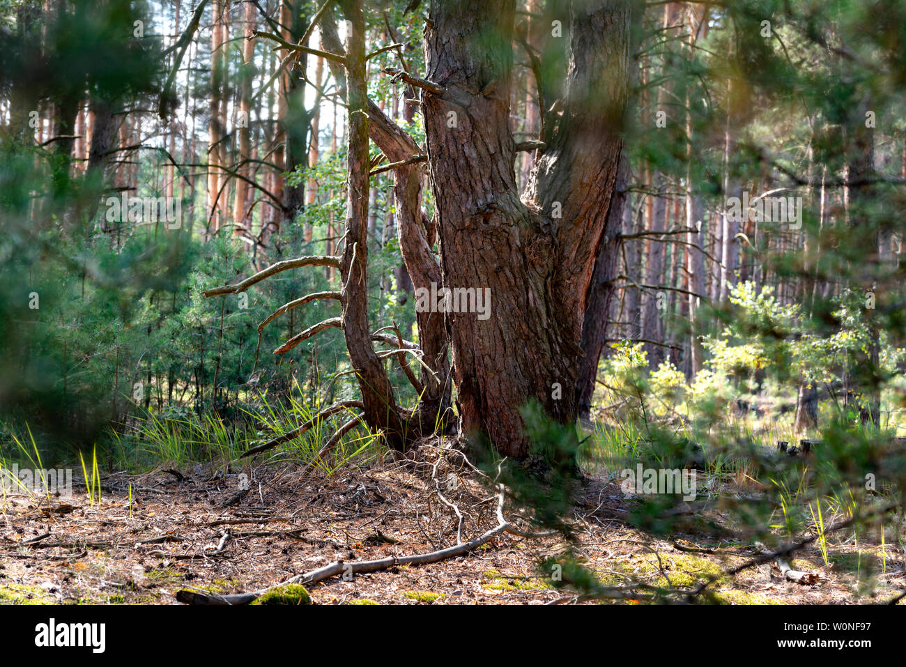 Beautiful old pine tree in the forest during a sunny day Stock Photo ...