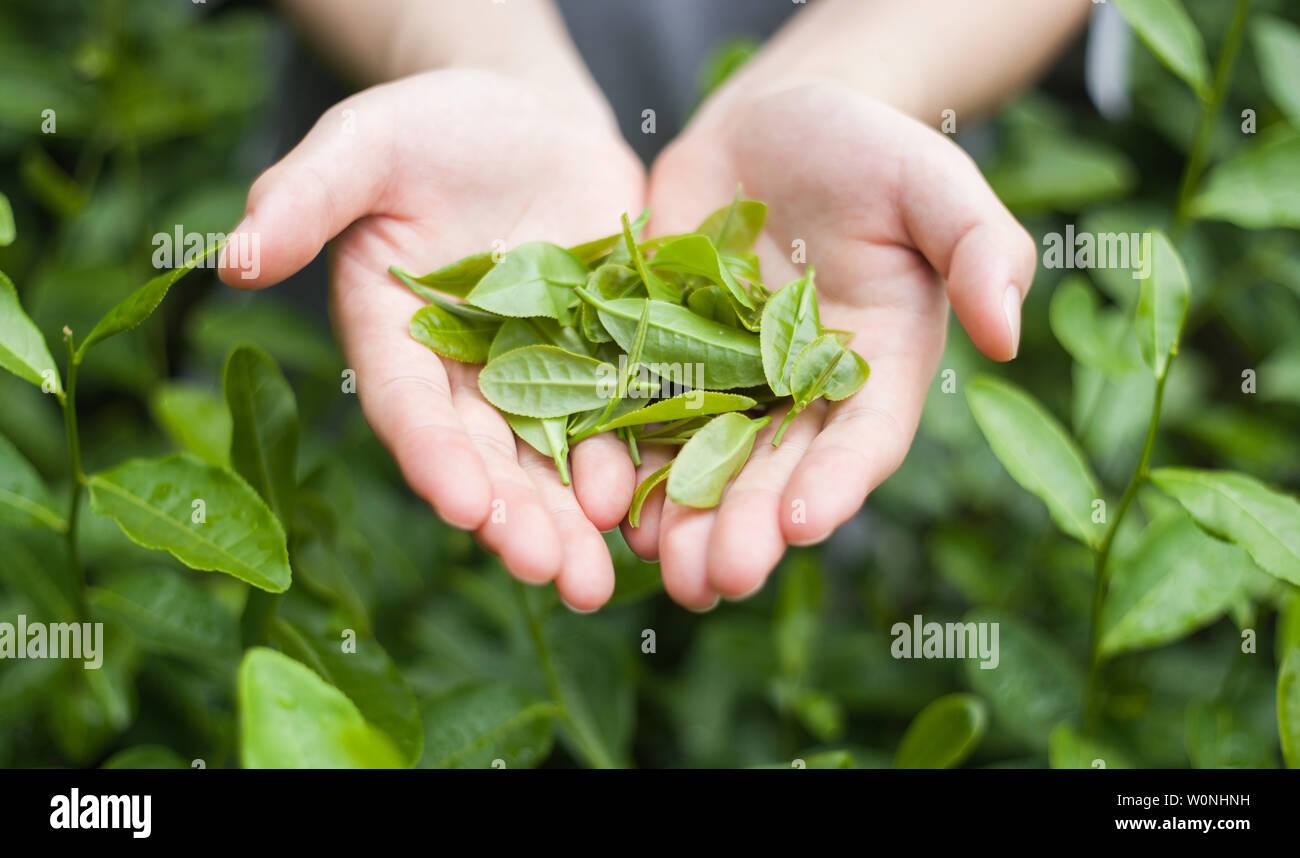 Origin of tea Stock Photo - Alamy