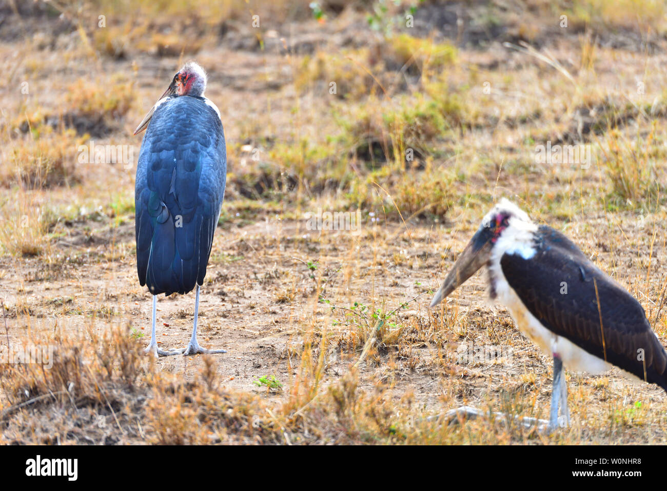 Wild ponds and storks hi-res stock photography and images - Alamy