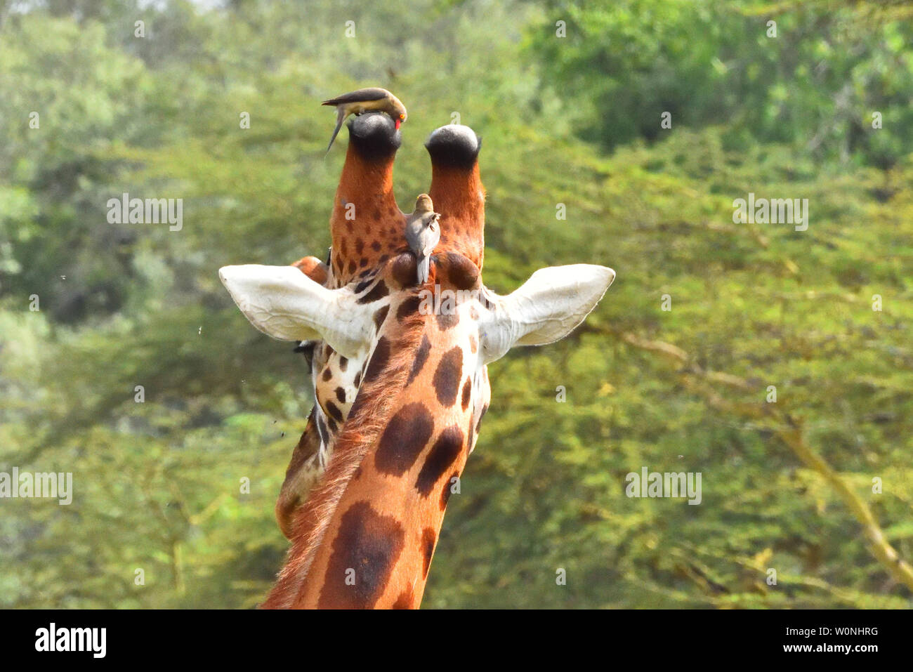 Giraffe with red-billed cow oriole, photographed in Nakuru lake Nakuru ...