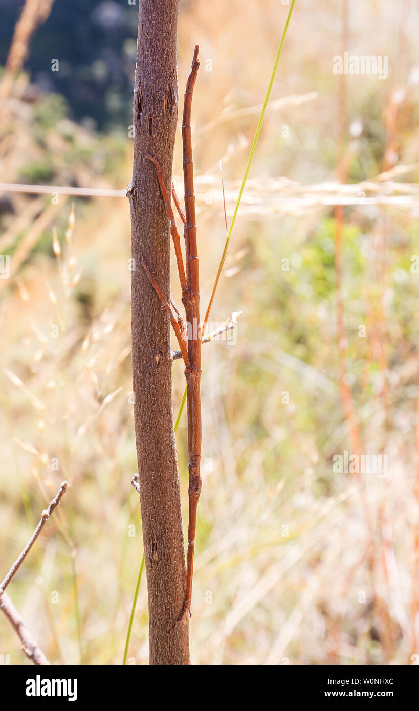 Stick insect madagascar hi-res stock photography and images - Alamy