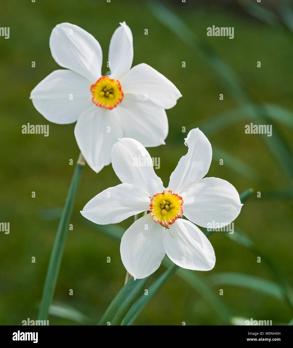 Six petaled plant hi-res stock photography and images - Alamy