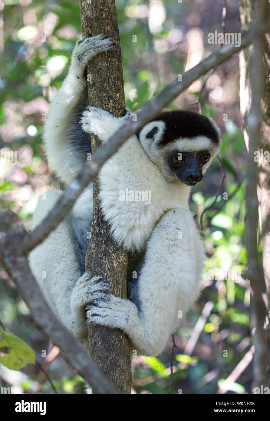 Sifaka hi-res stock photography and images - Alamy