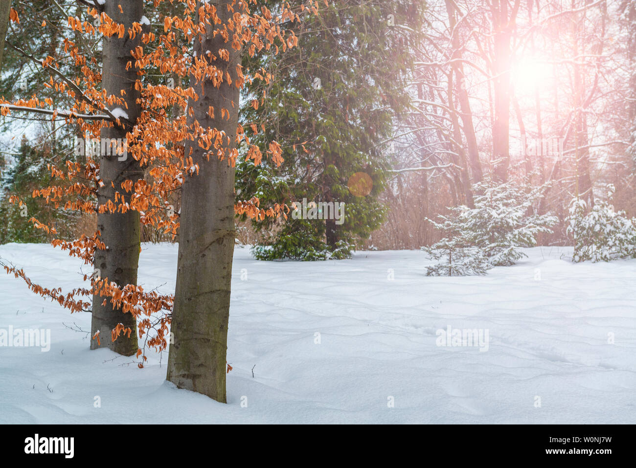 Bright trees with red and green foliage in winter forest. Sunny scene ...