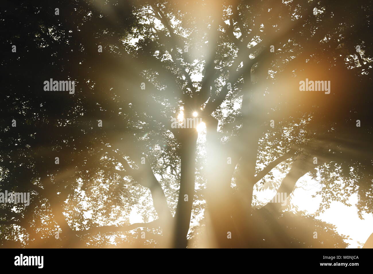 Rays of light shining through a tree on a misty morning in Leeds Stock ...