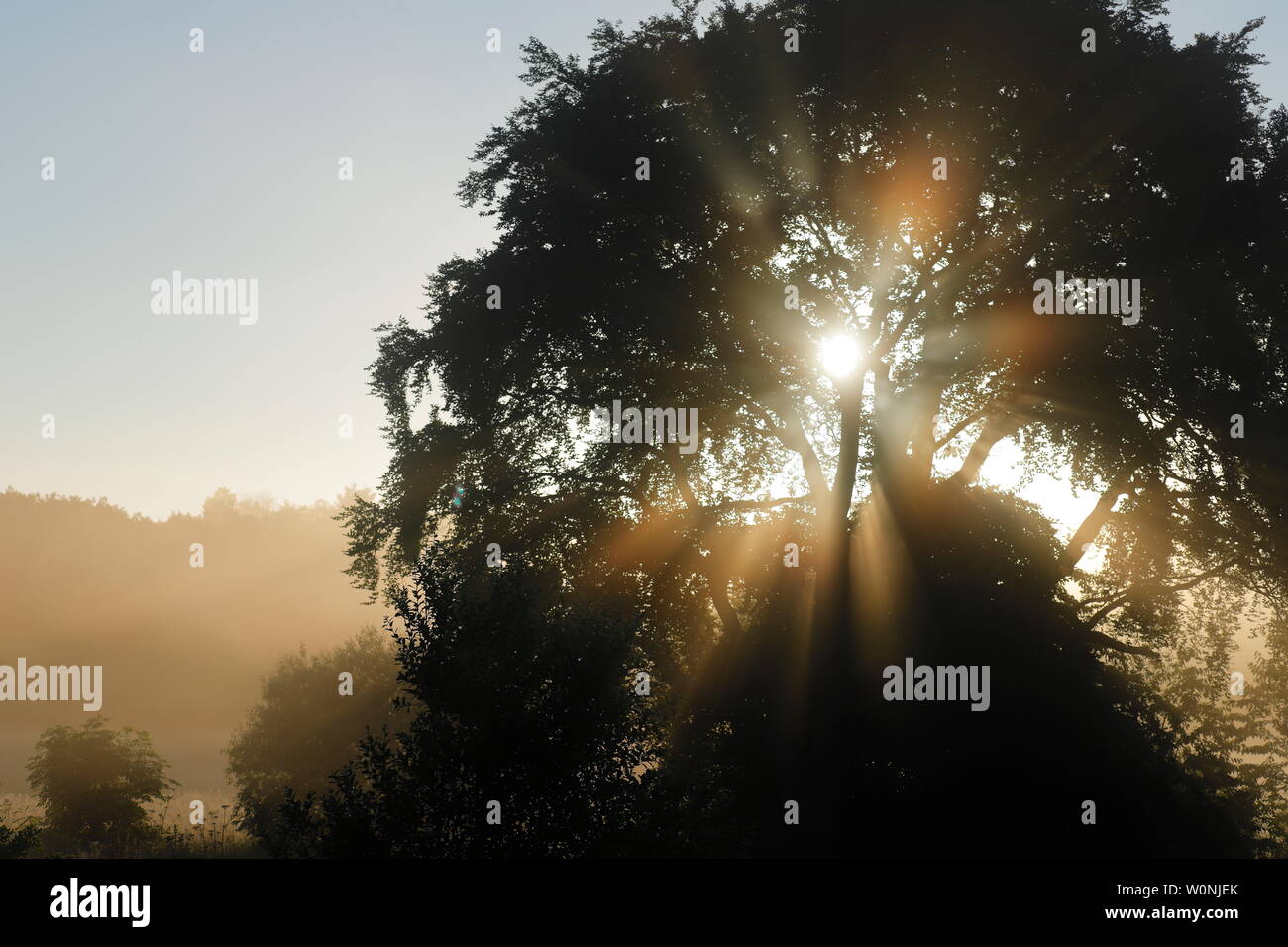 Trees in silhouette through the mist and sun hi-res stock photography ...