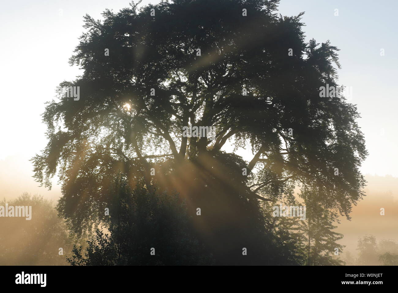 Rays of light shining through a tree on a misty morning in Leeds Stock ...