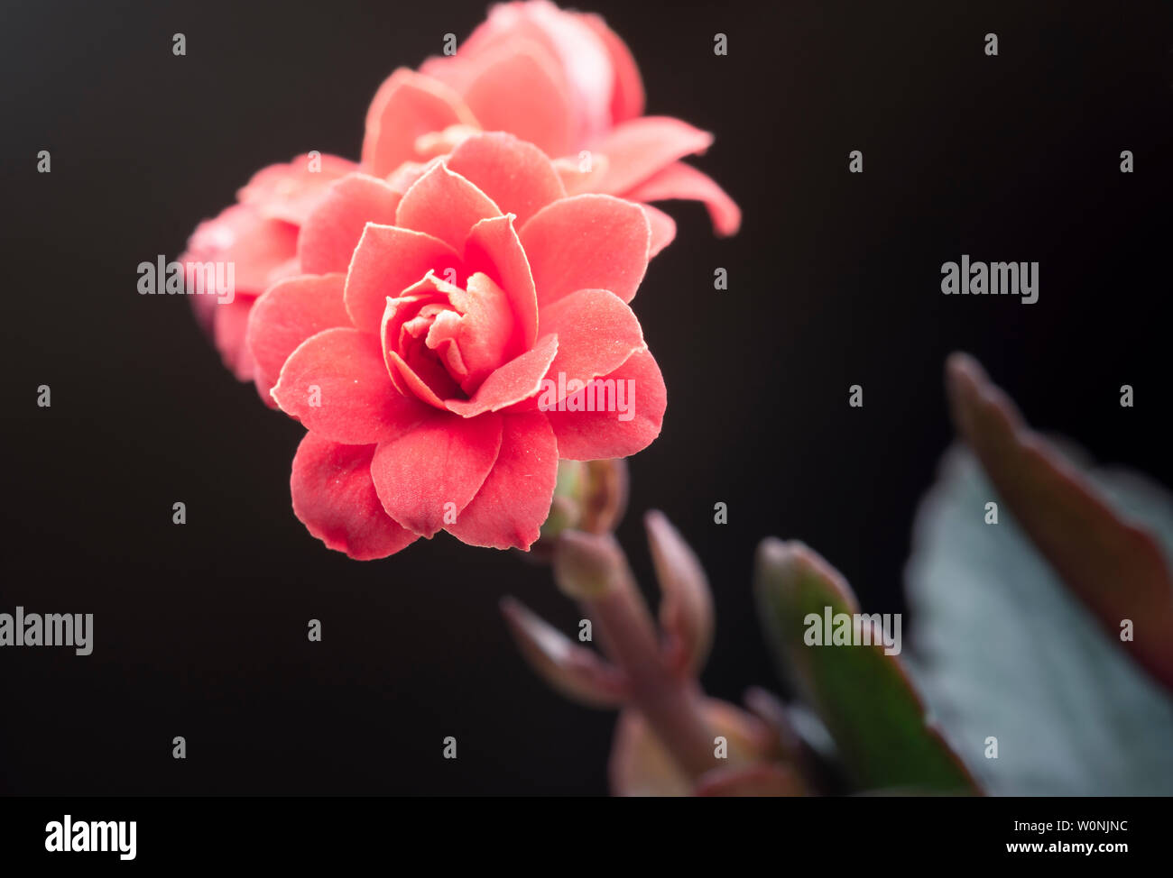 Longevity flower hi-res stock photography and images - Alamy