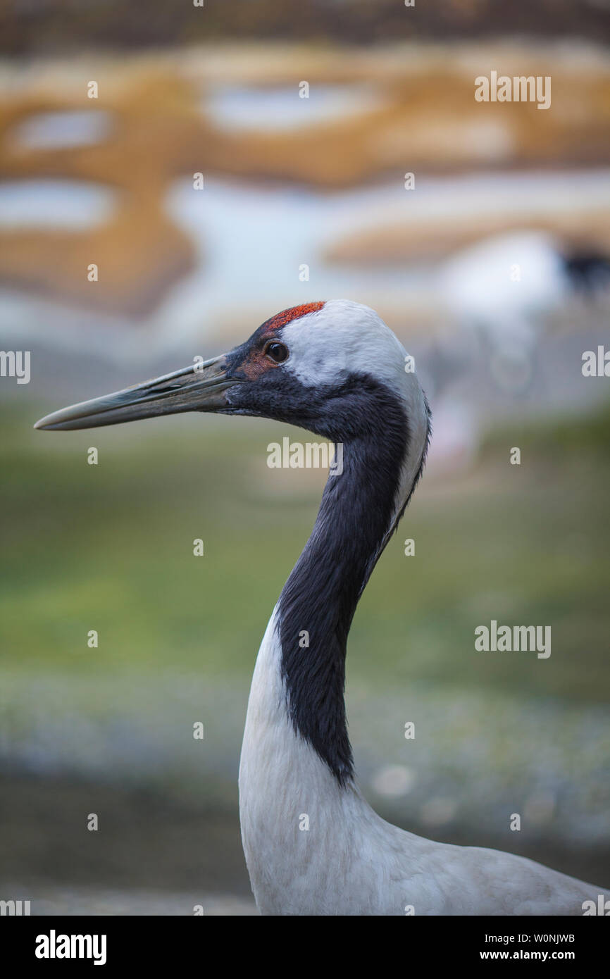 Red-crowned cranes, birds Stock Photo - Alamy