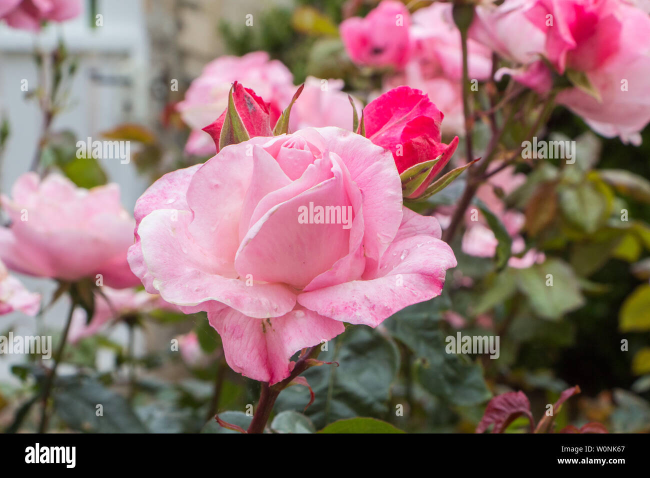 Pink rose in a garden during spring Stock Photo - Alamy